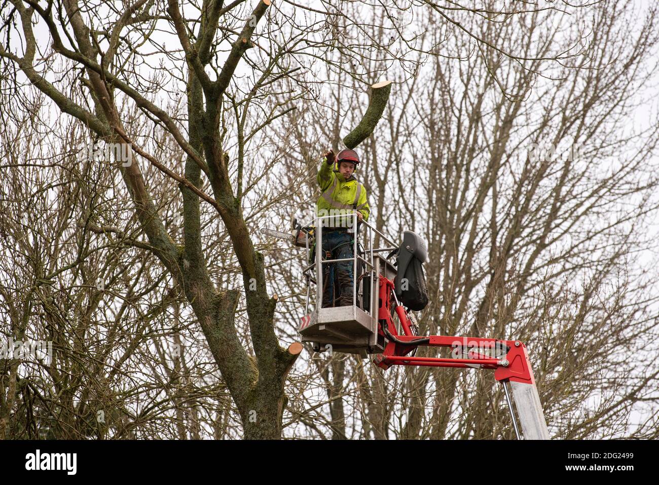 Hampshire, England, UK. 2020. Tree surgeons felling an Ash tree from an ...