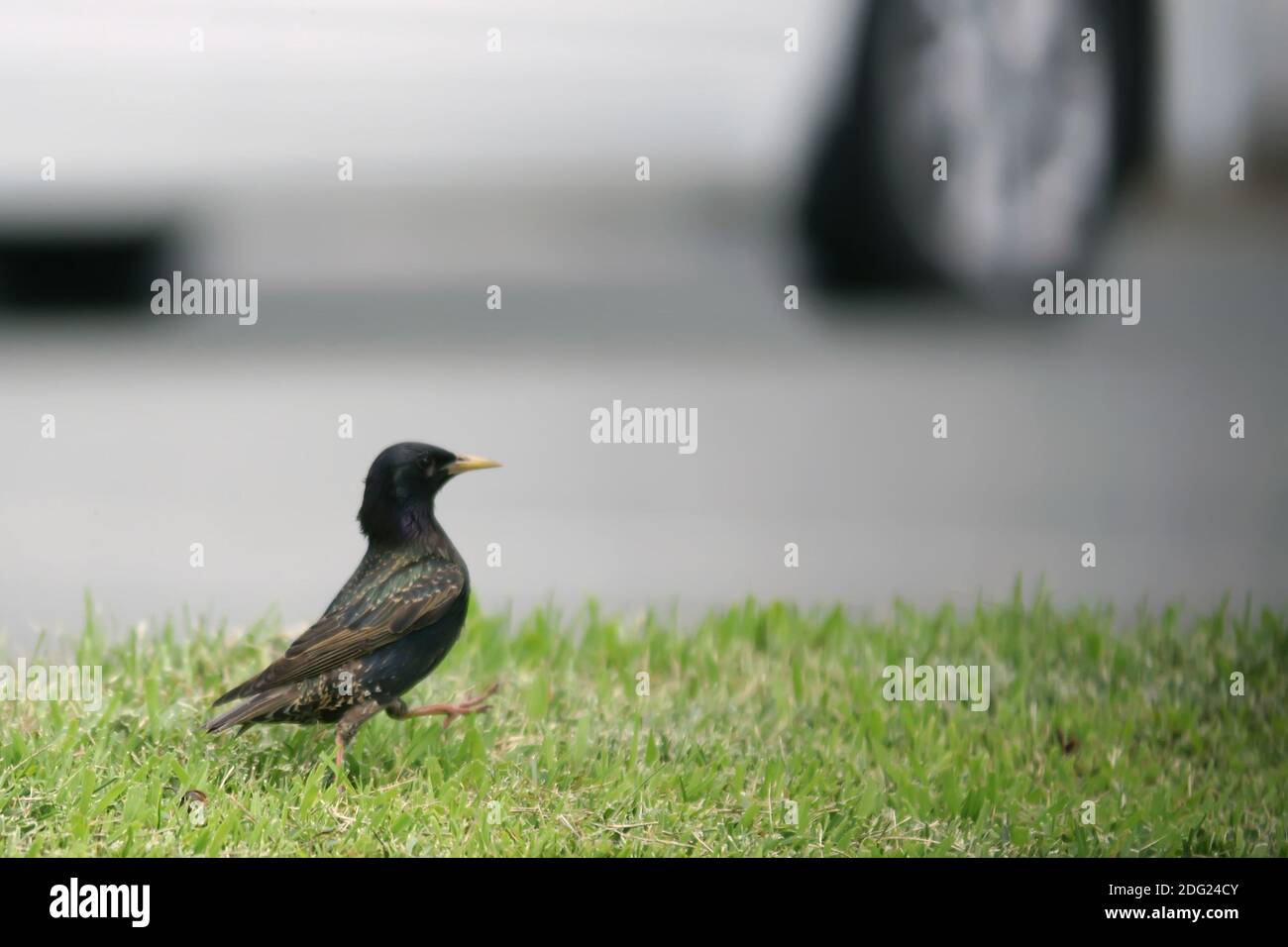 Black rook (hrach, grach) walking, making steps Stock Photo - Alamy