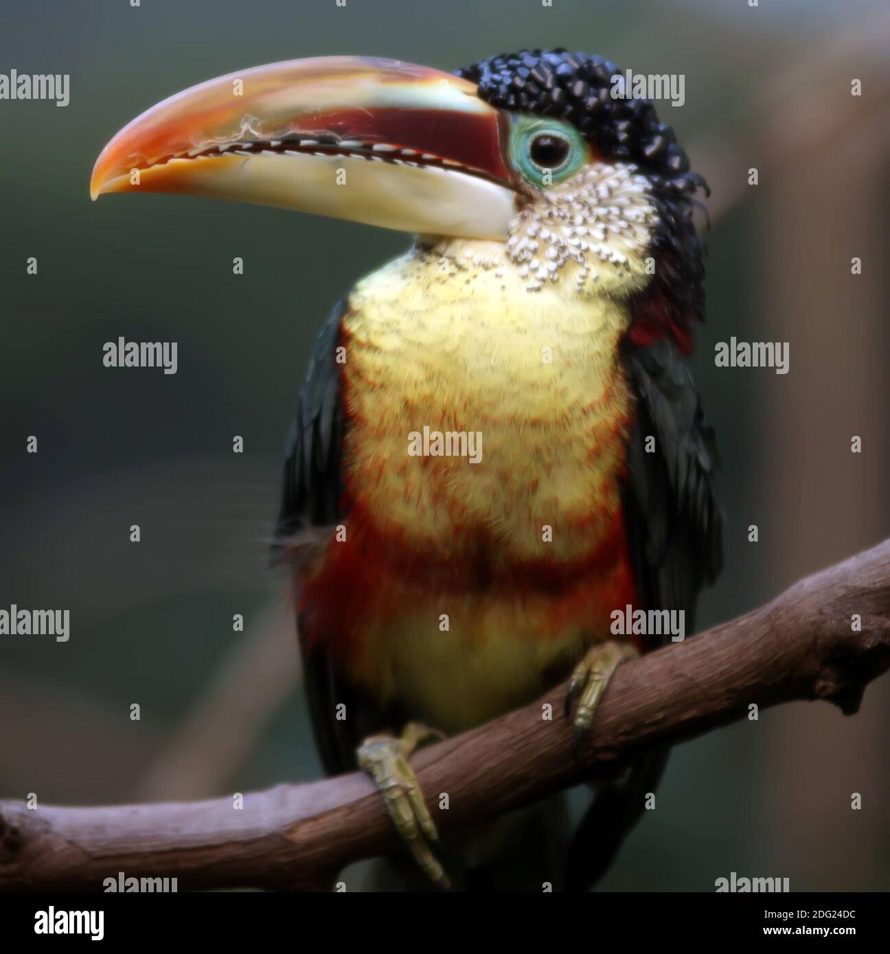 Tucan bird sitting on branch at the zoo Stock Photo - Alamy