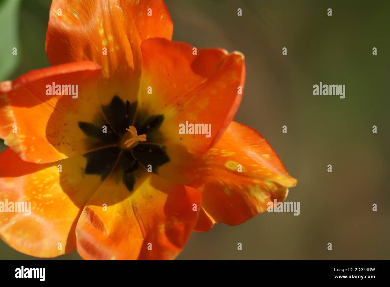 Dark red white edges hi-res stock photography and images - Alamy