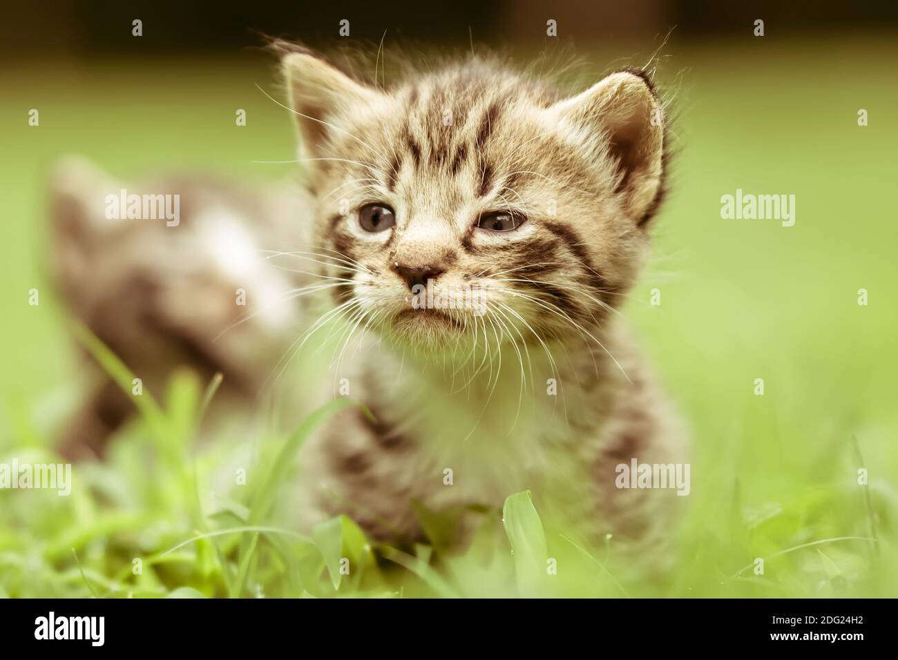 Kitty in grass Stock Photo - Alamy