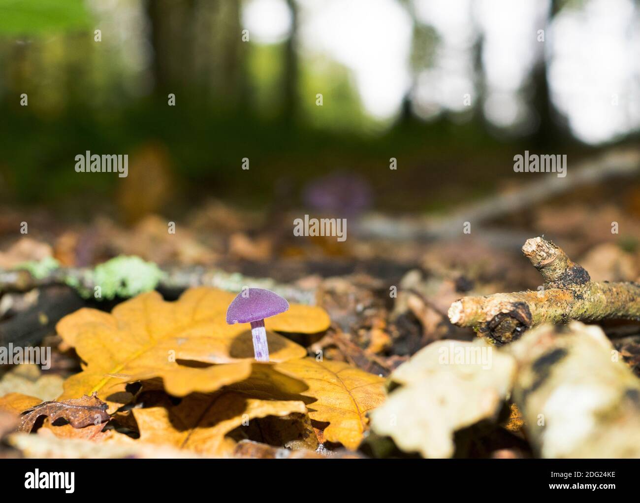 Highgate common hi-res stock photography and images - Alamy