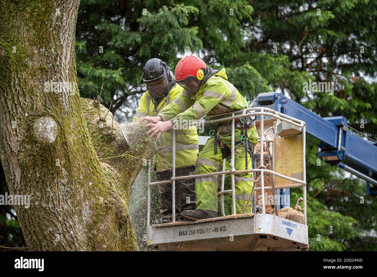 Hampshire,England, UK. 2020. Tree surgeon felling an Ash tree from ...