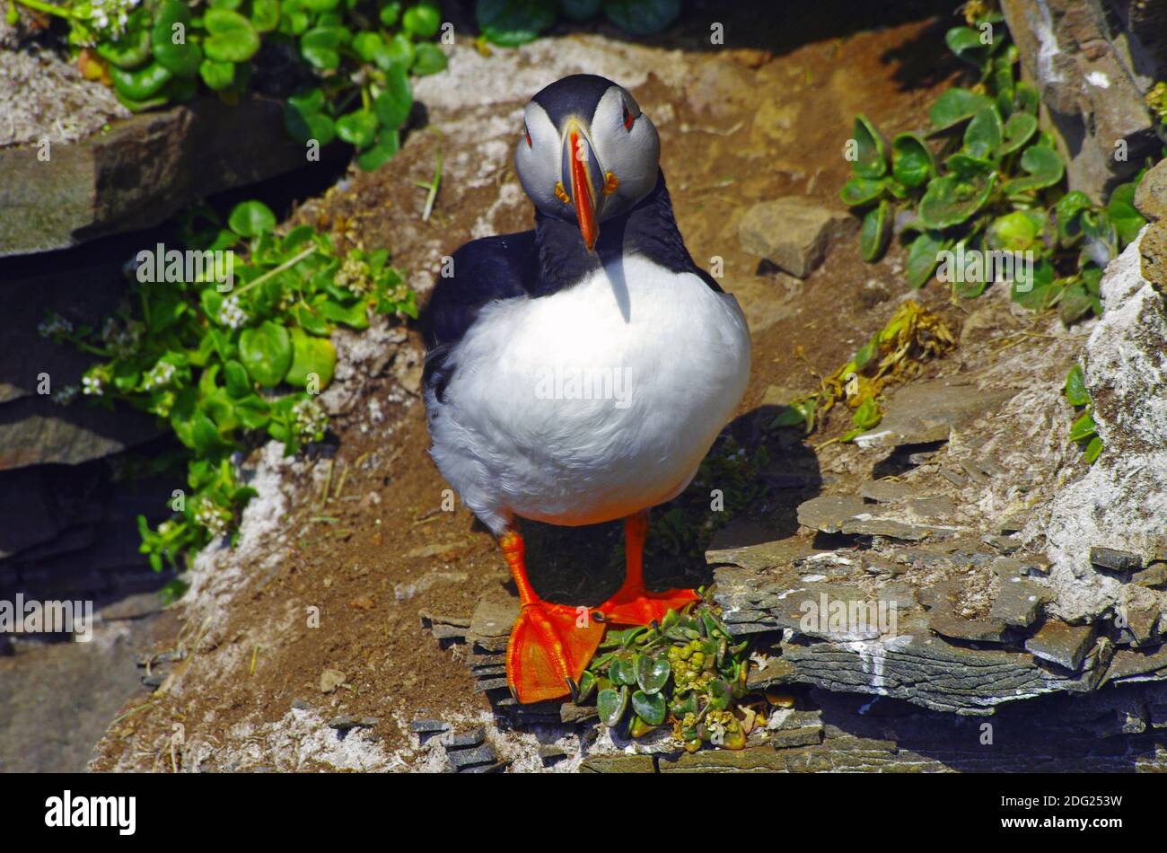 Puffin pose hi-res stock photography and images - Alamy
