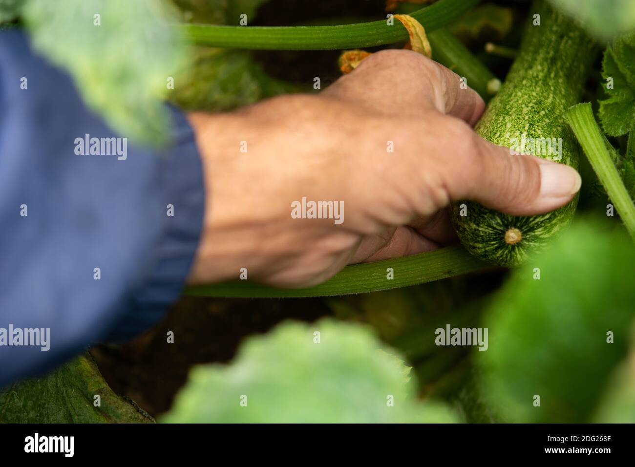 Man collecting zucchini in an organic farm Stock Photo - Alamy