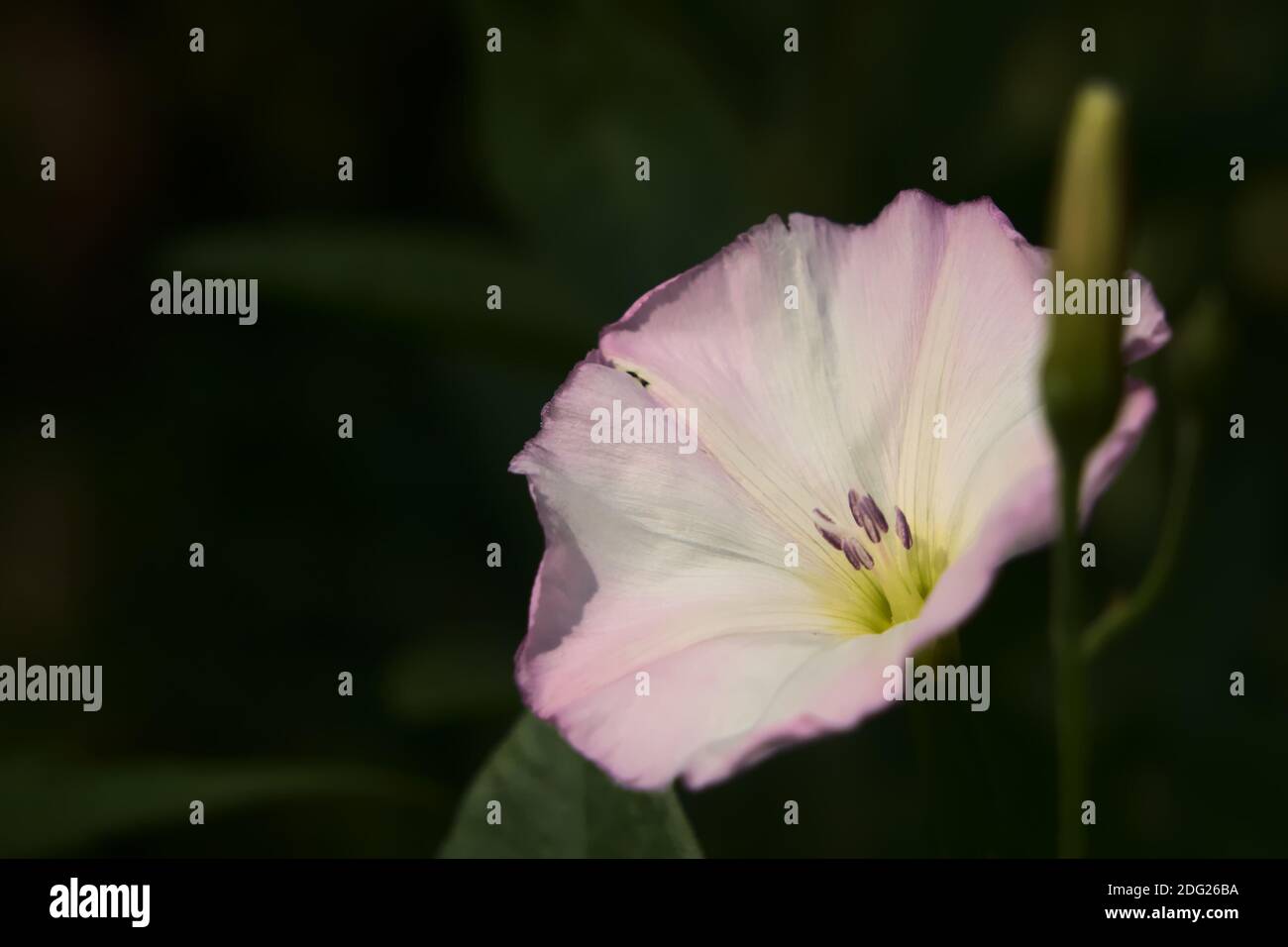 Convolvulus scammonia hi-res stock photography and images - Alamy
