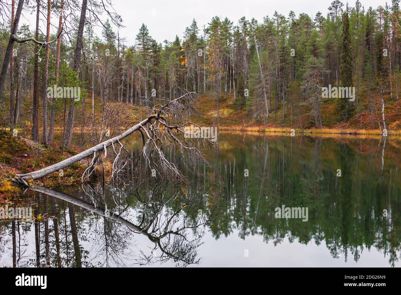 Autumn view of Oulanka National Park, landscape, a finnish national park in the Northern ...