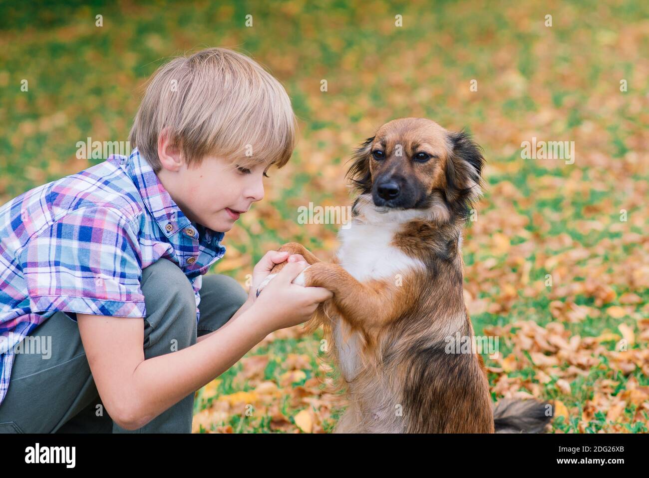 Boy hugging a dog and plyaing with in the fall, city park Stock Photo ...