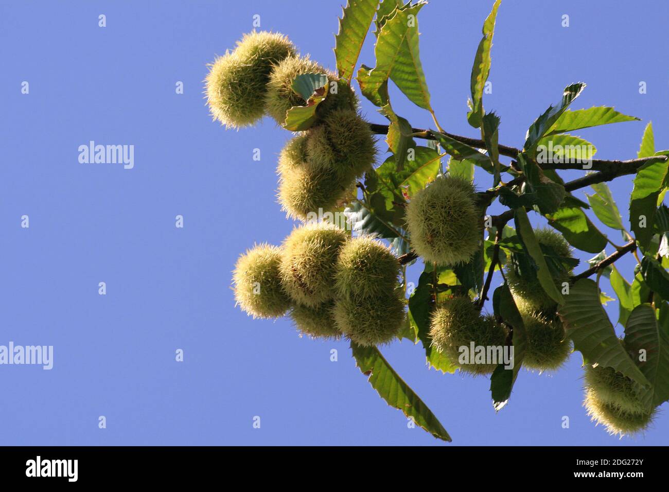 Maronen hi-res stock photography and images - Alamy