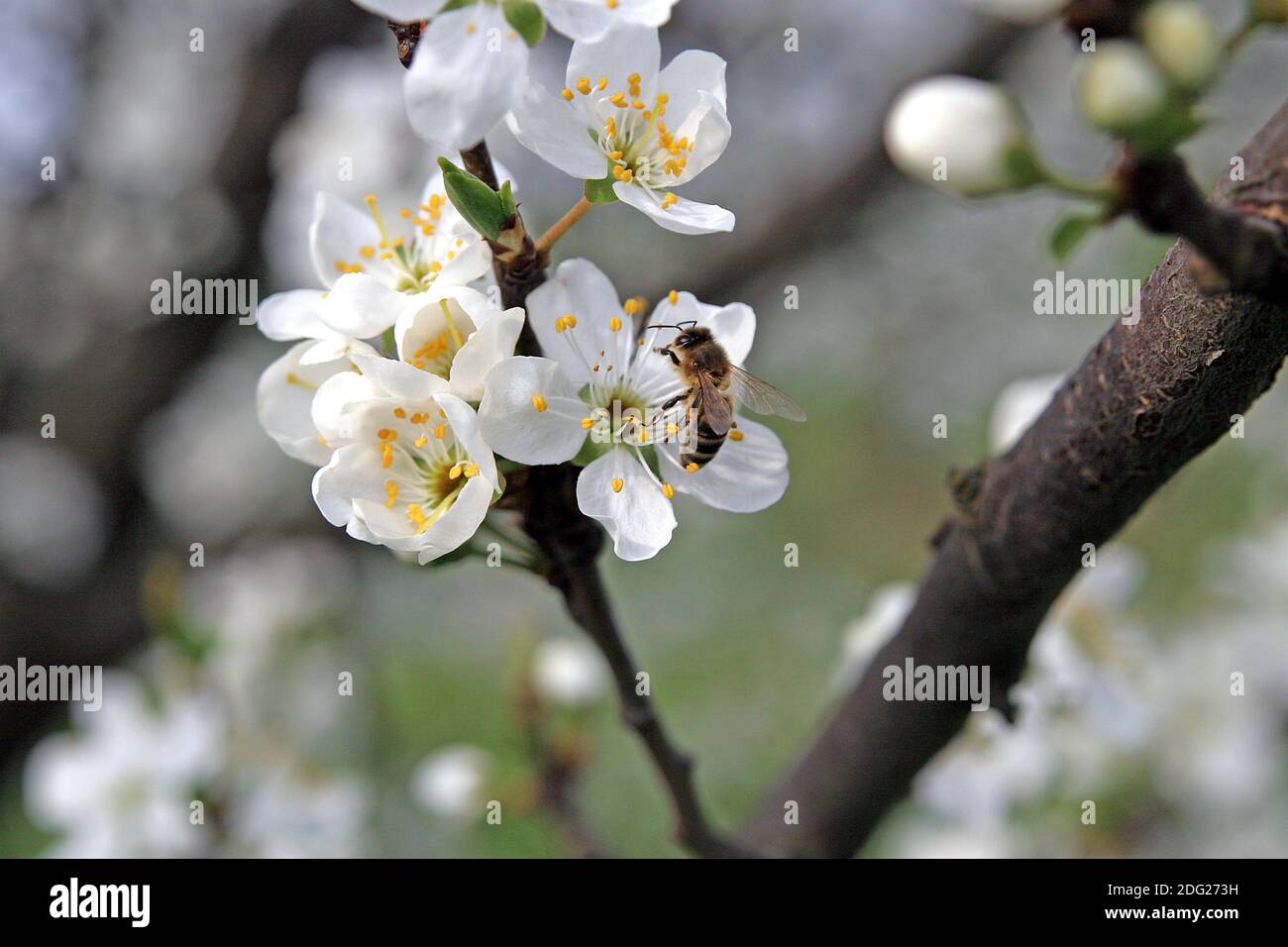 Ume tree hi-res stock photography and images - Alamy