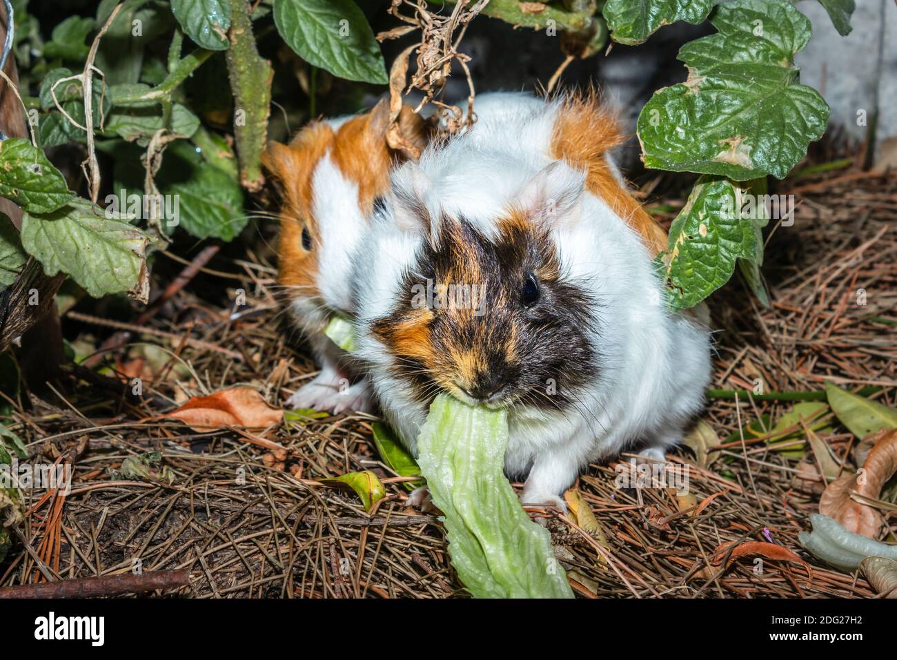 Domestic guinea pigs (Cavia porcellus) eating lettuce in a garden, Cape ...