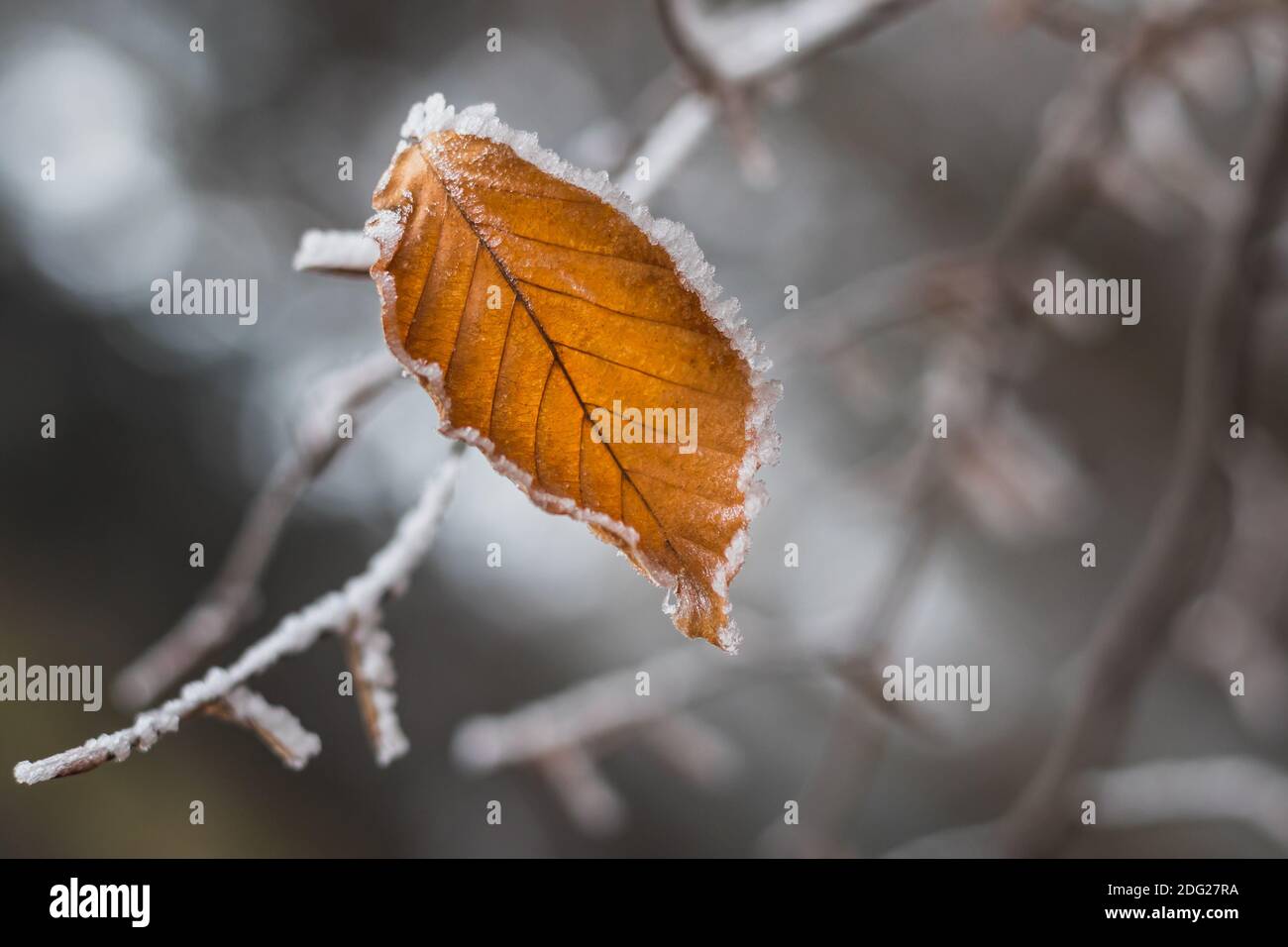 Tree with one leaf hi-res stock photography and images - Alamy