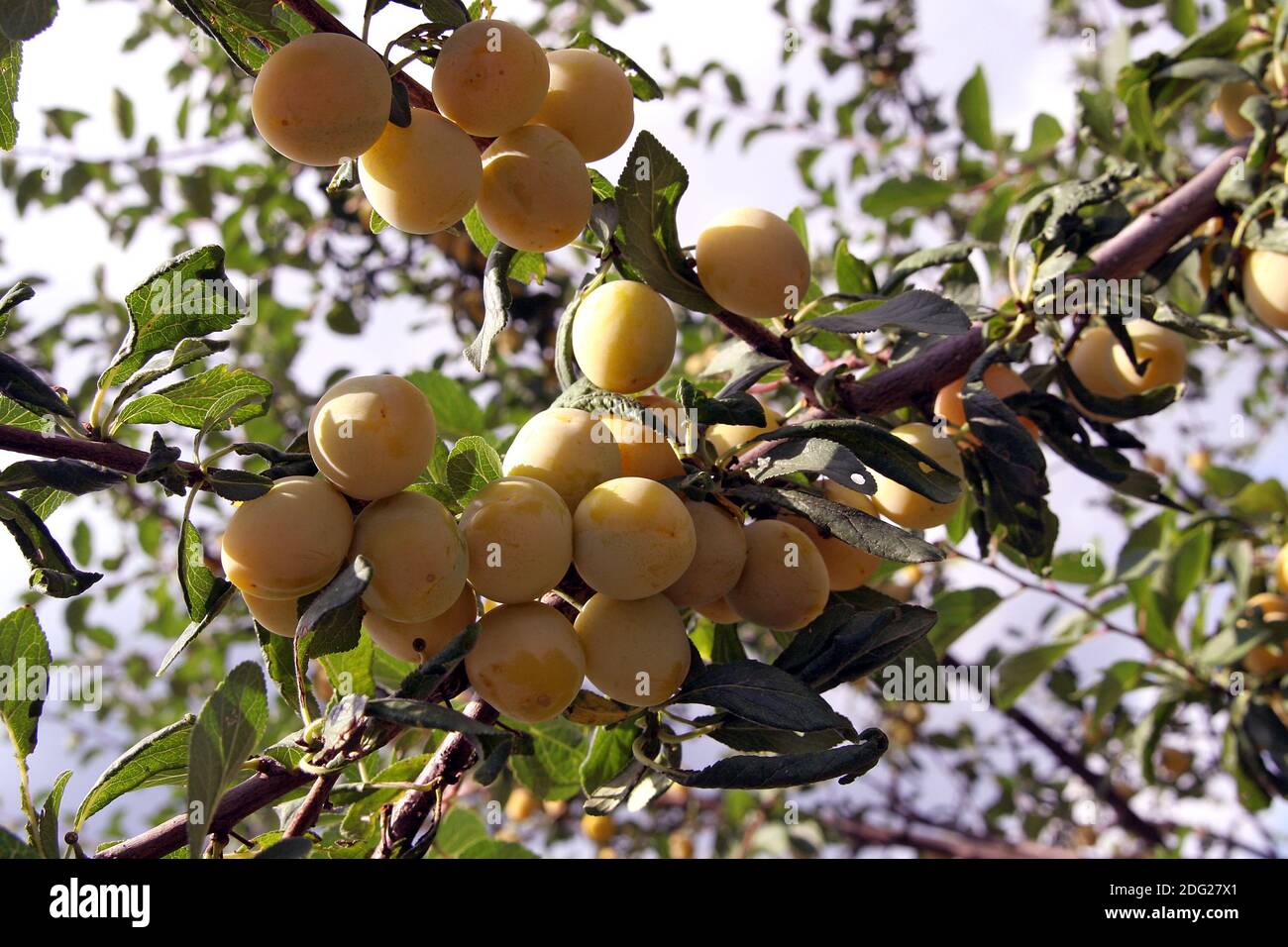 Mirabellen hi-res stock photography and images - Alamy