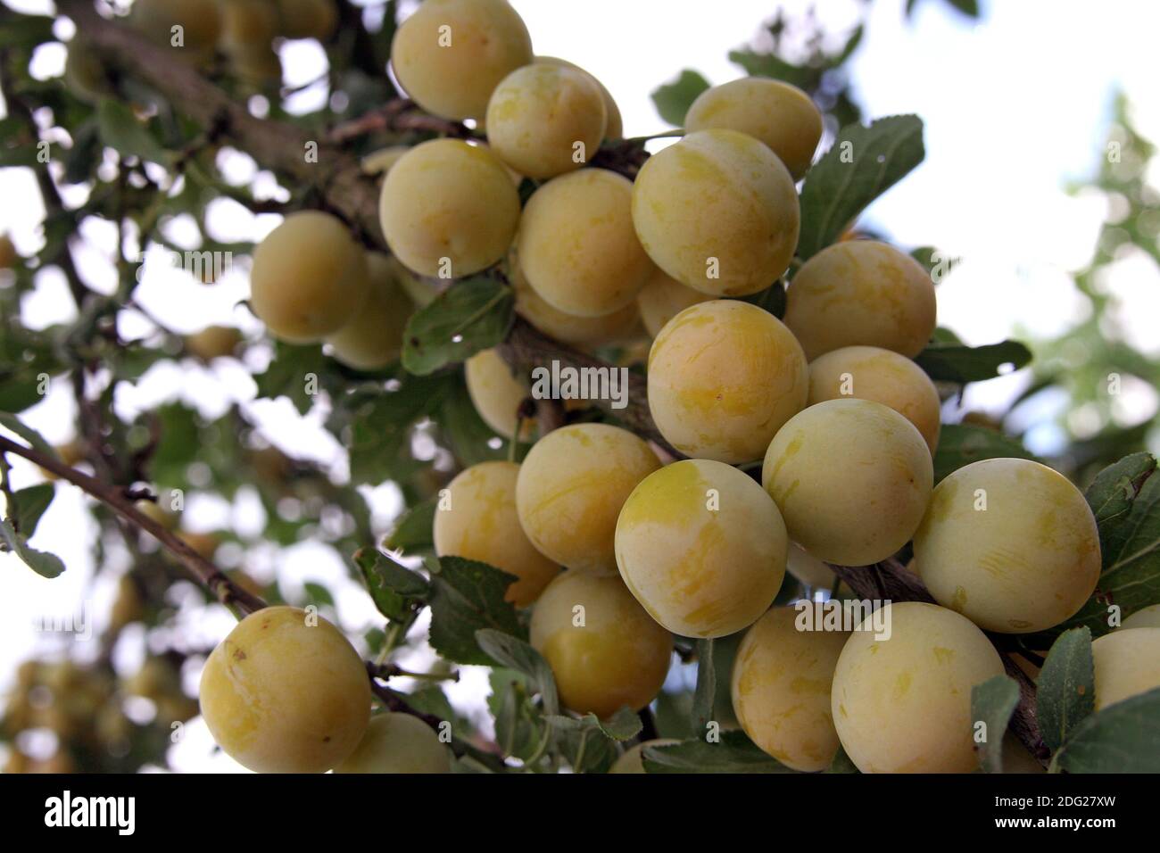 Mirabellen hi-res stock photography and images - Alamy