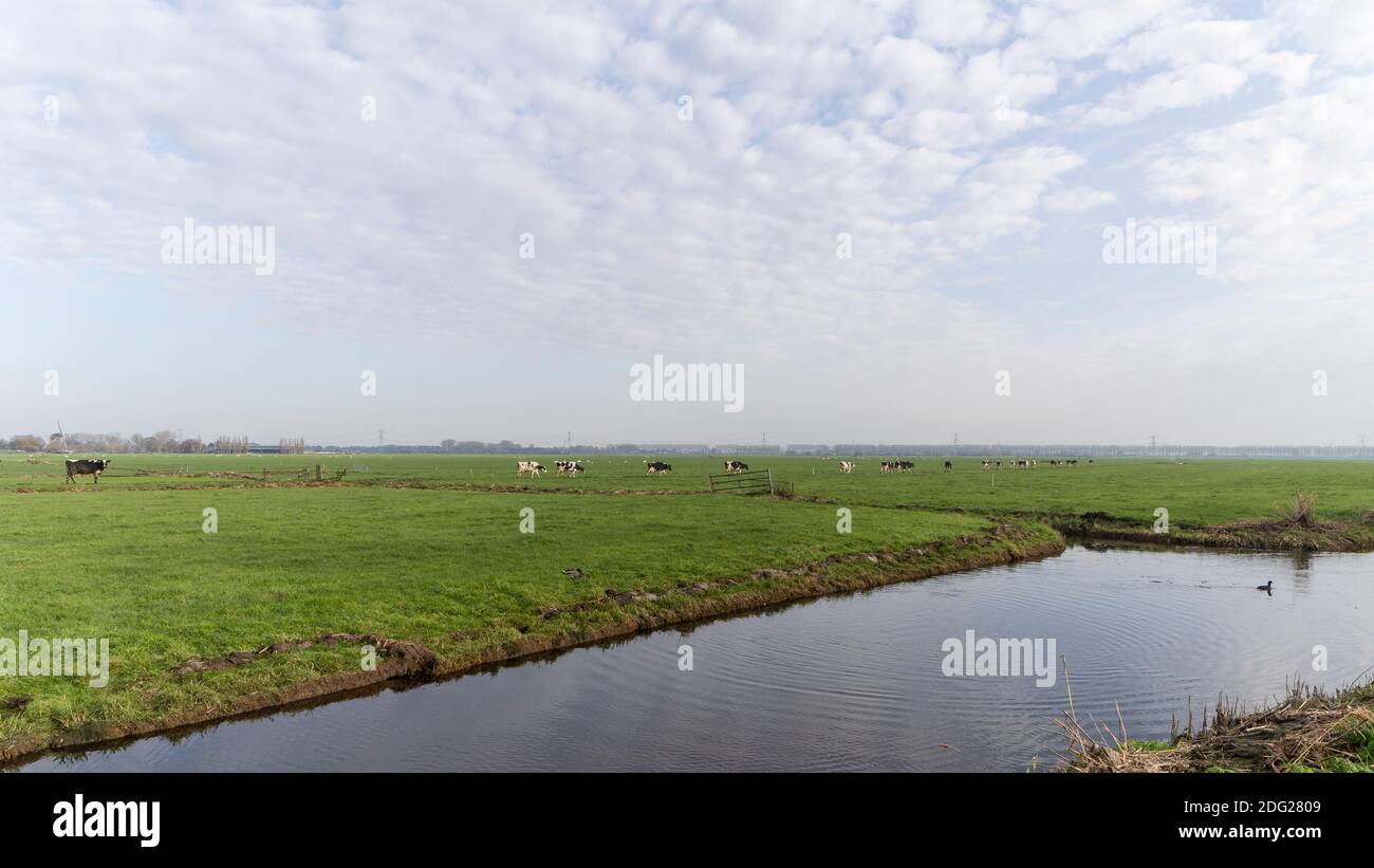Cows walking in line hi-res stock photography and images - Alamy