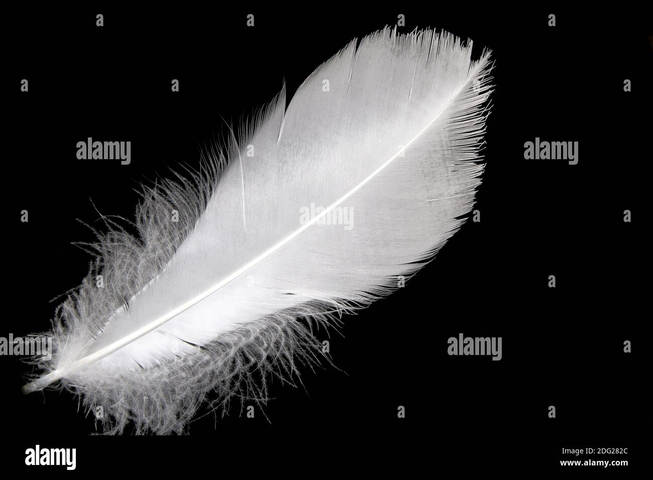 Feder symbol hi-res stock photography and images - Alamy