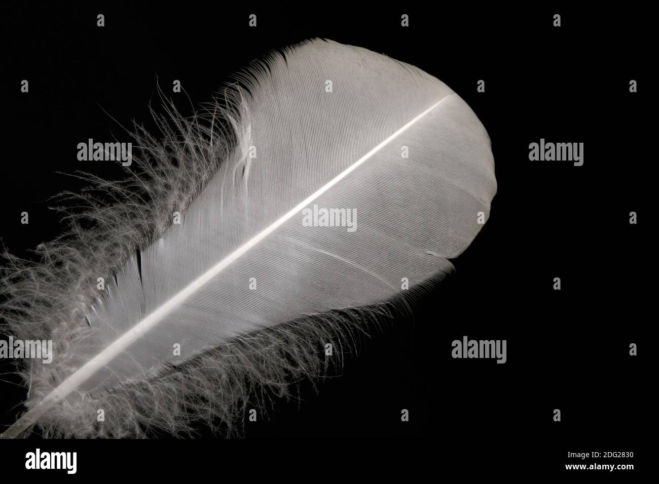 Feder symbol hi-res stock photography and images - Alamy