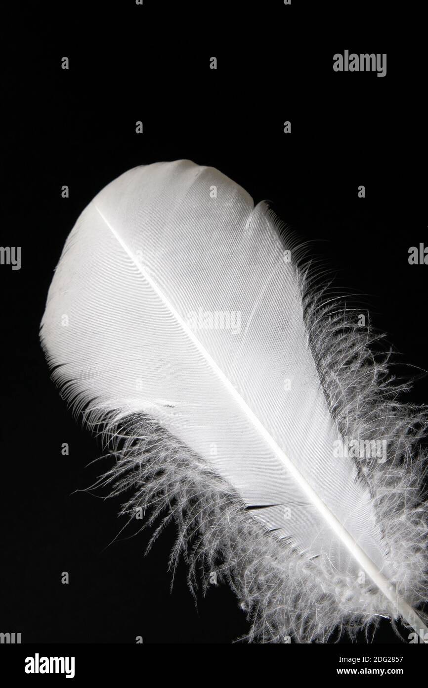 Feder symbol hi-res stock photography and images - Alamy