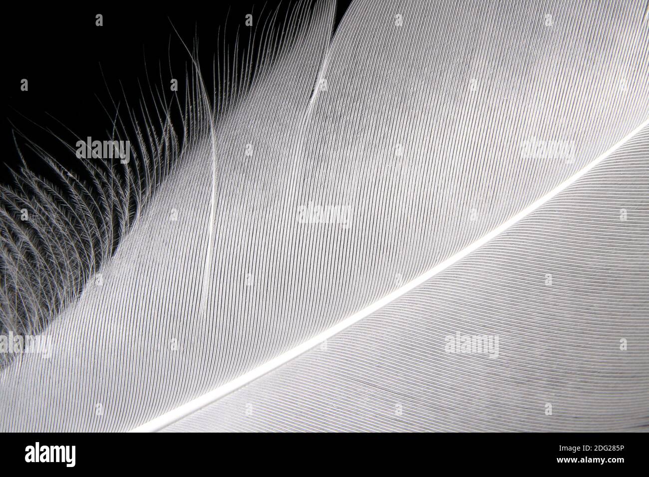 Feder symbol hi-res stock photography and images - Alamy