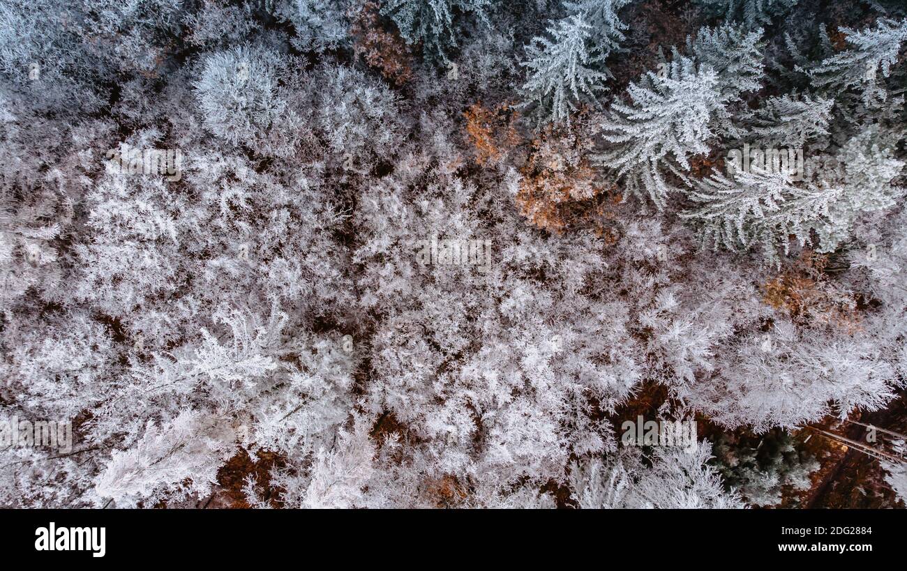 Winter forest landscape view from above.Frosty forest aerial drone view ...