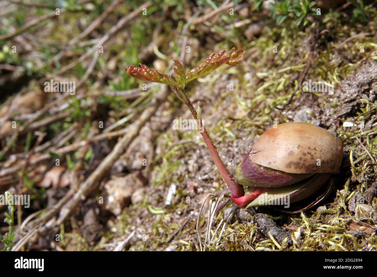 New life symbol hi-res stock photography and images - Alamy