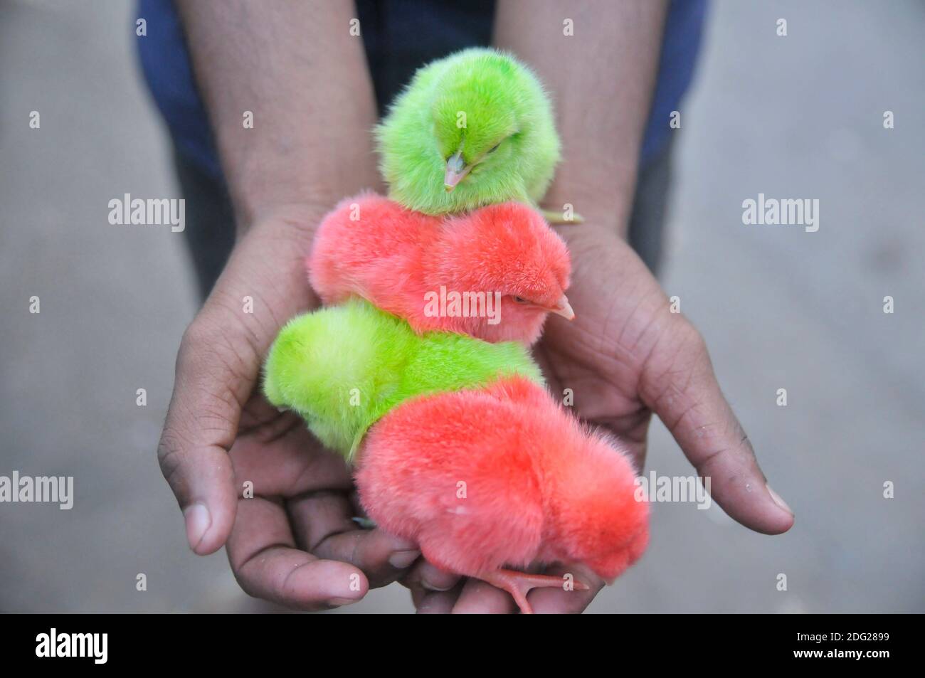 A street vendor is selling colorful chicks (Chicken) on the street of ...