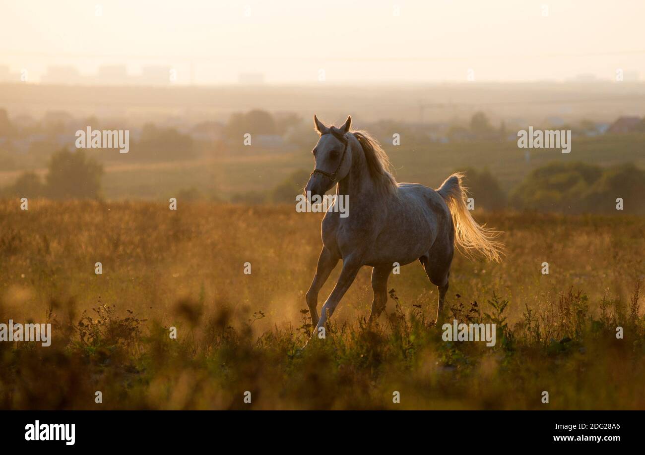 Young Arabian Horse at Jean Caldwell blog