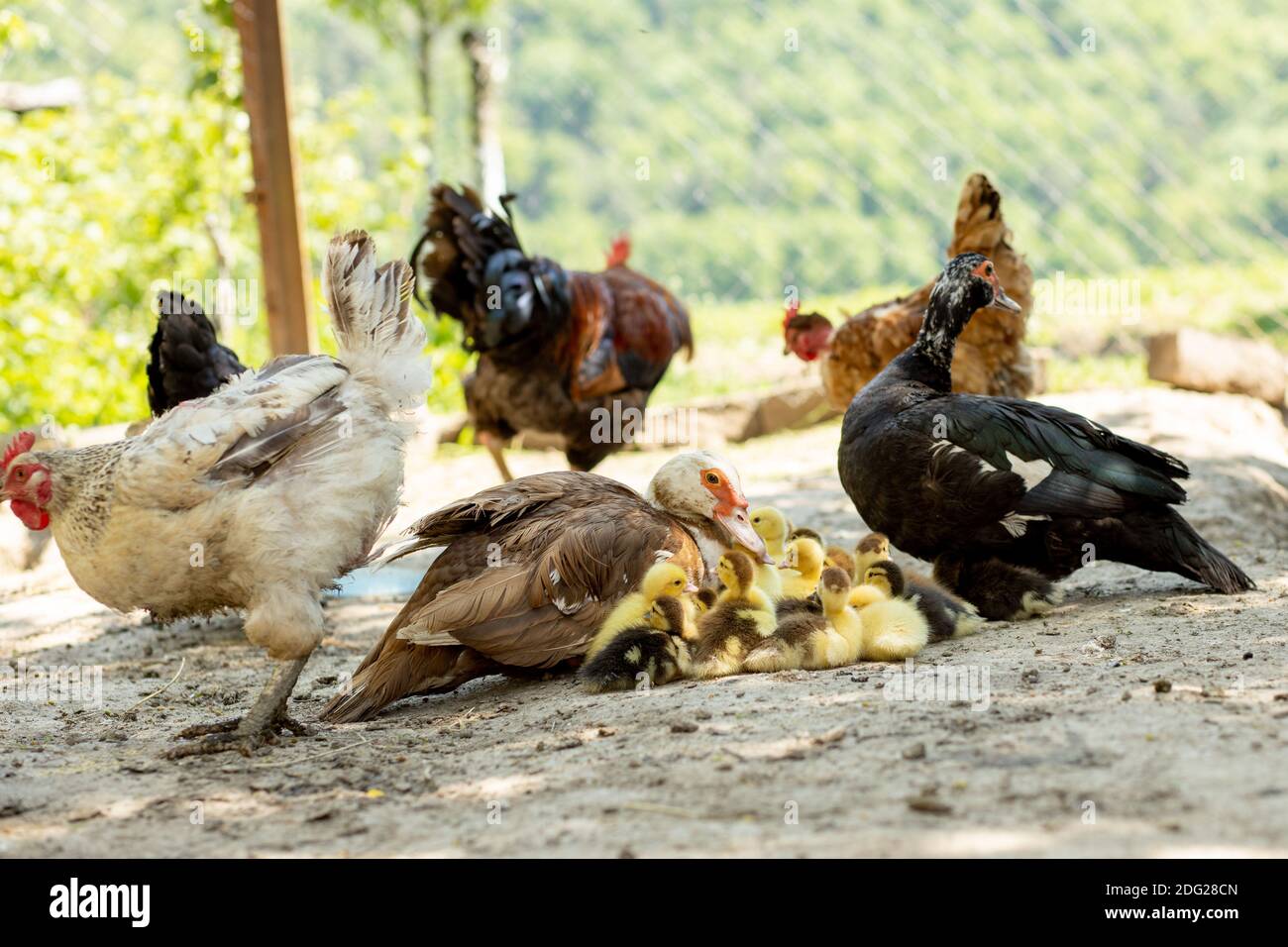 Mother duck with her ducklings. There are many ducklings following the ...