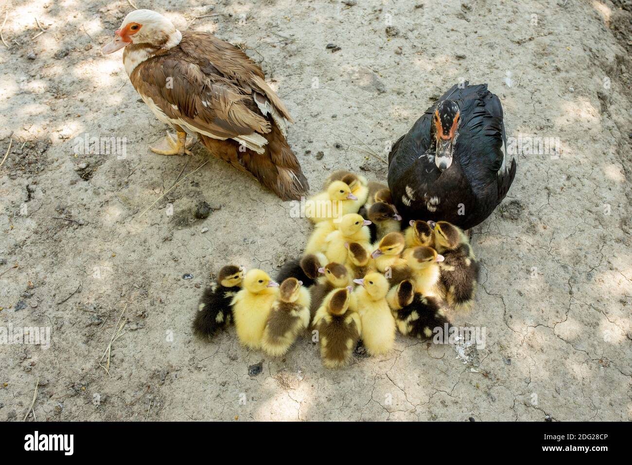 Mother duck with her ducklings. There are many ducklings following the ...