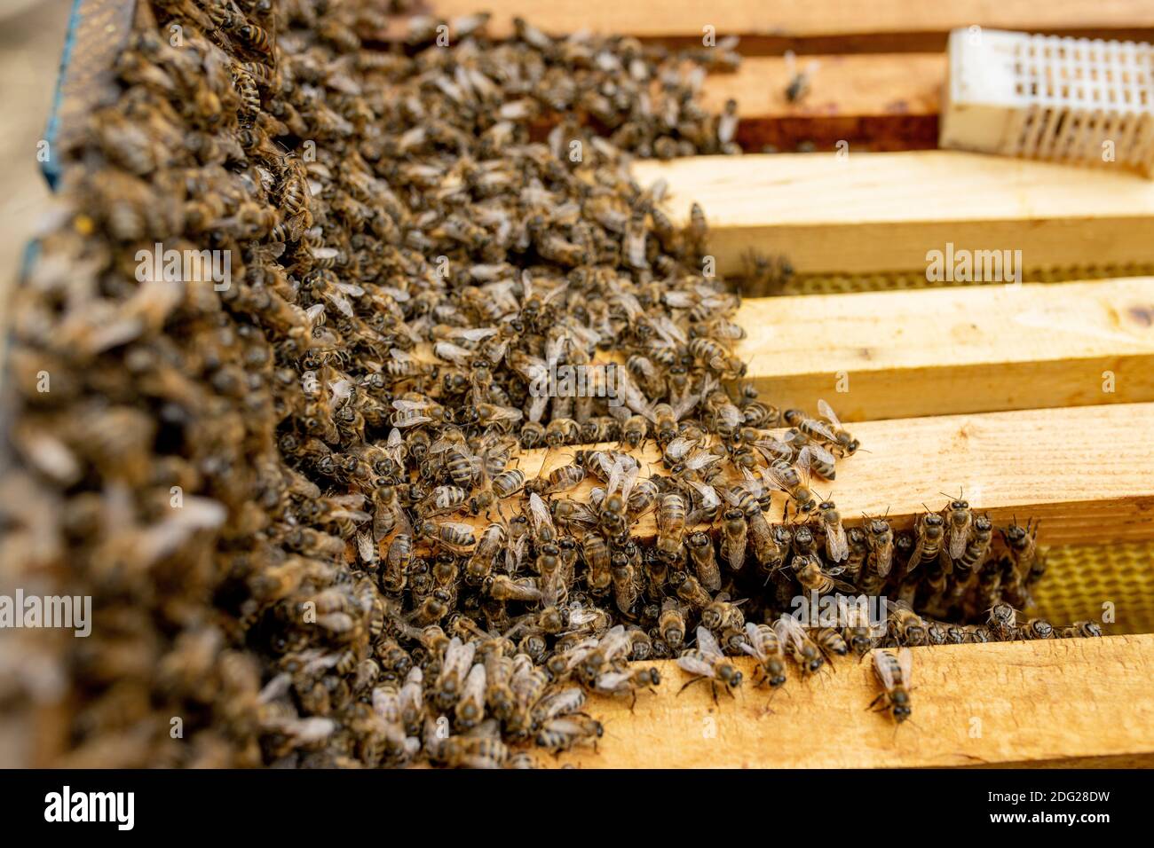 Beekeeper introducing a new queen bee in an introduction cage Stock ...