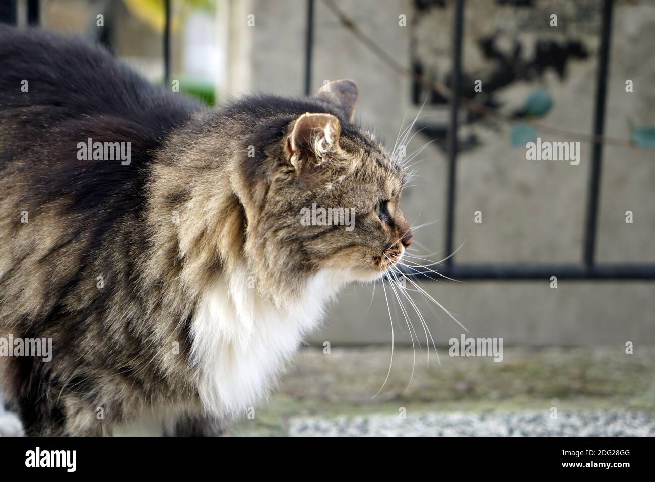 Beautiful stray cat looking from the side Stock Photo - Alamy