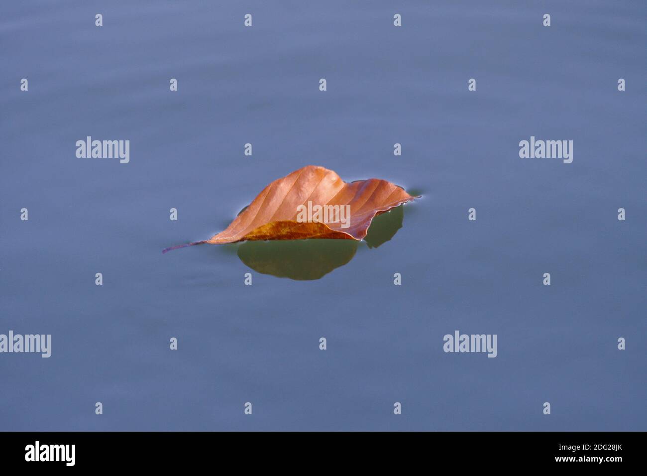 Leaf in water Stock Photo - Alamy