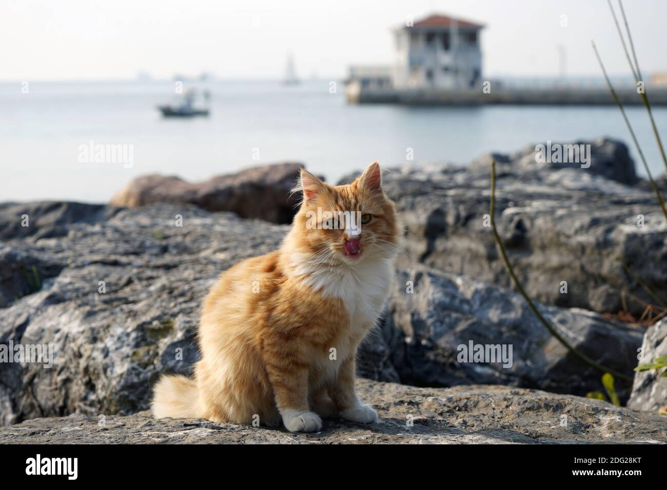 Beautiful cat with feathers posing on rock Stock Photo - Alamy