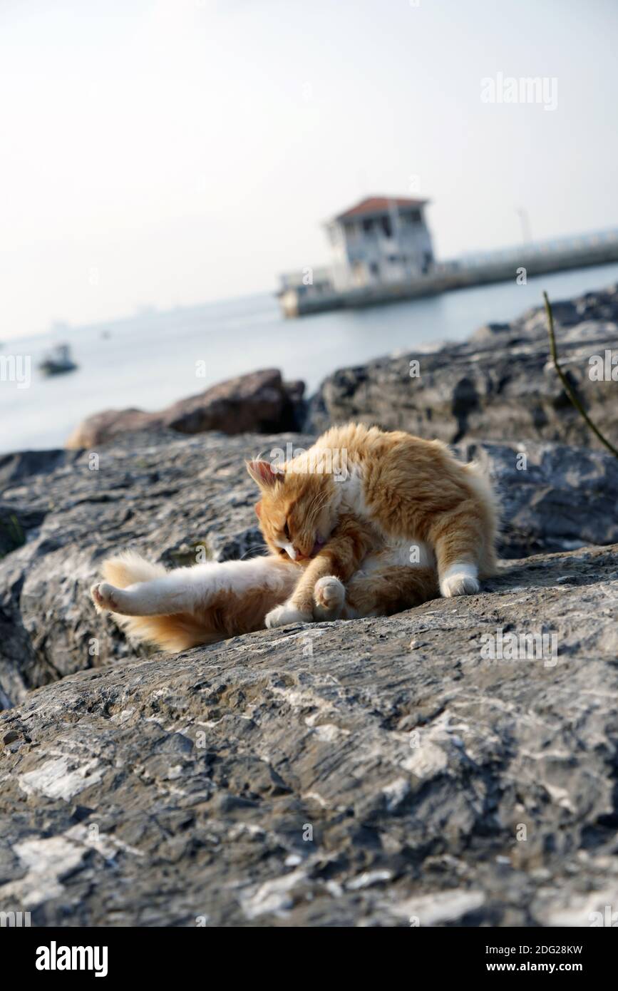 Beautiful cat with feathers posing on rock Stock Photo - Alamy