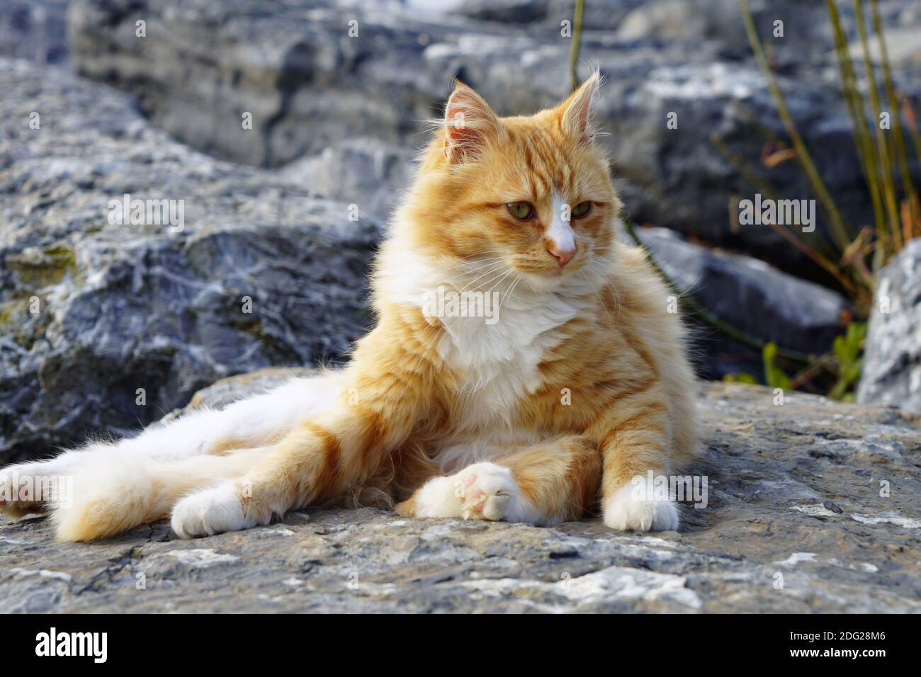 Beautiful cat with feathers posing on rock Stock Photo - Alamy