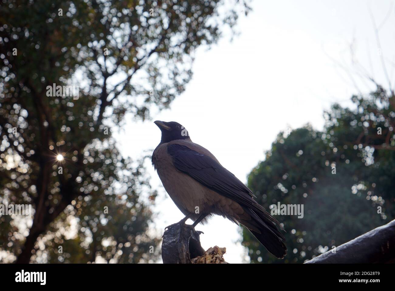 Crow posing in the greenery - Beautiful bird Stock Photo - Alamy