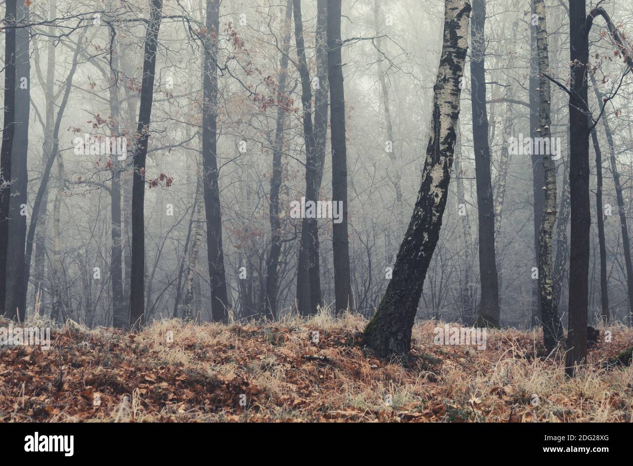 Mist tree trunks hi-res stock photography and images - Alamy
