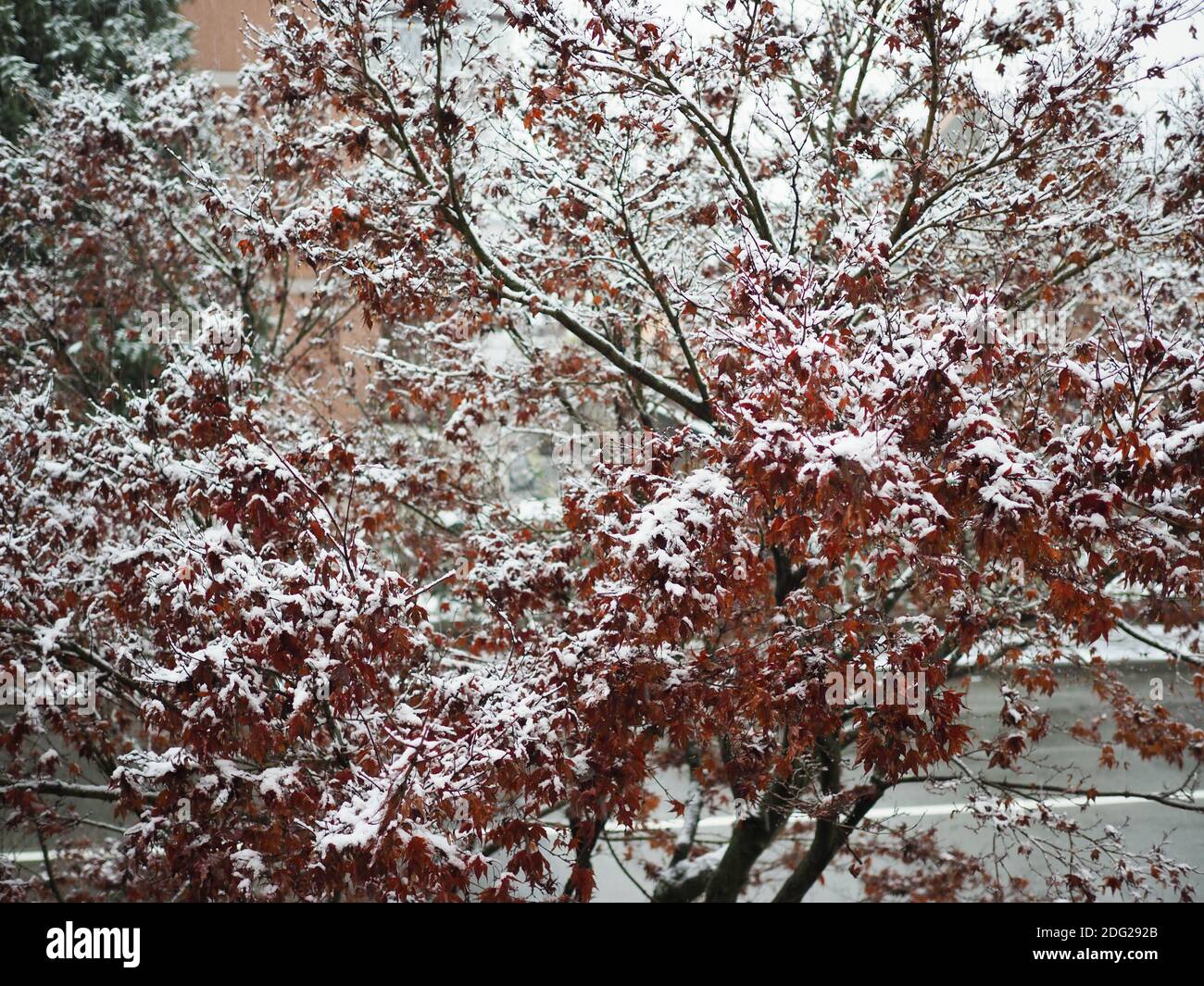 snow on red maple tree and pine tree leaves Stock Photo - Alamy
