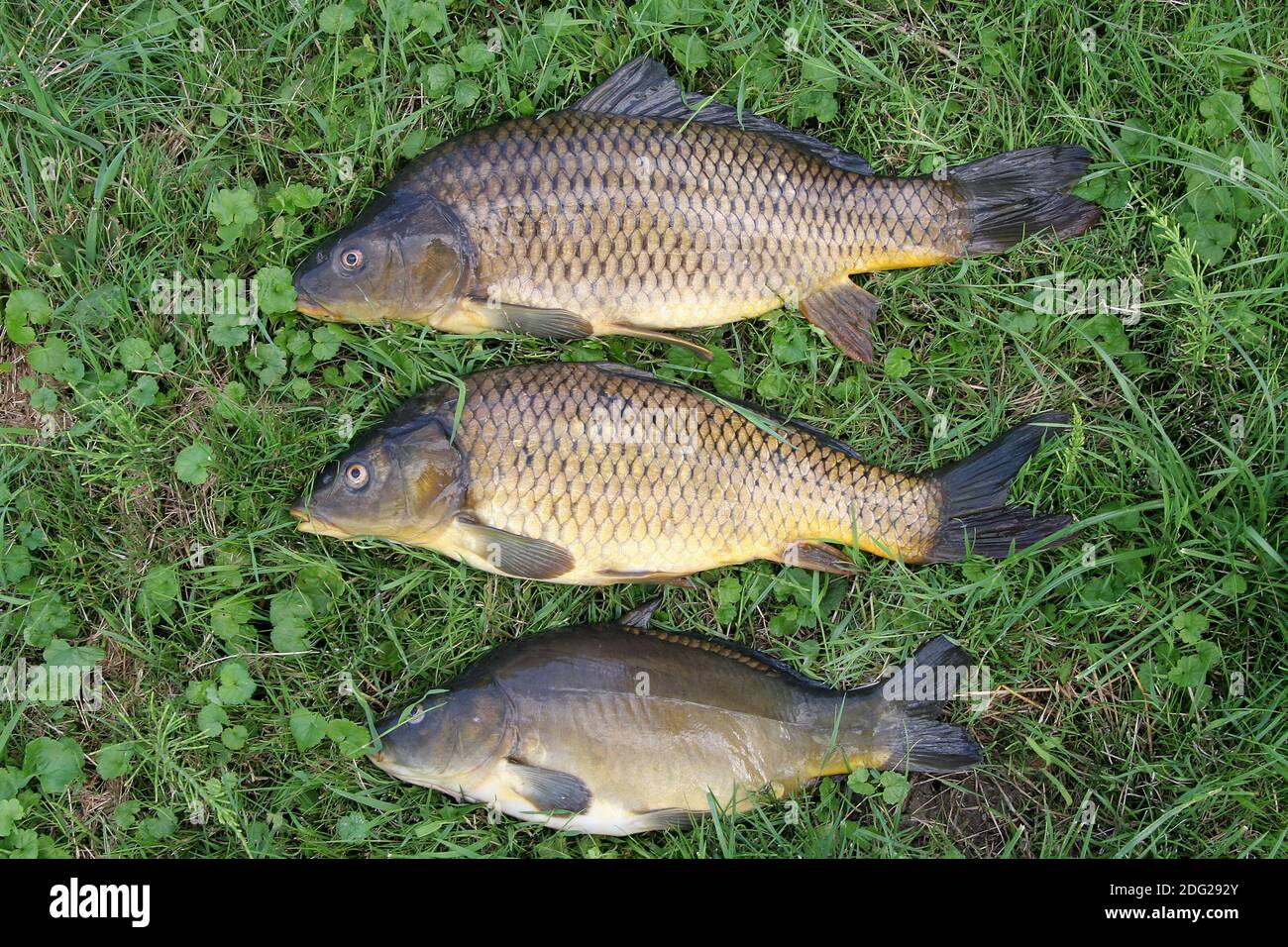 Carp carp hi-res stock photography and images - Alamy