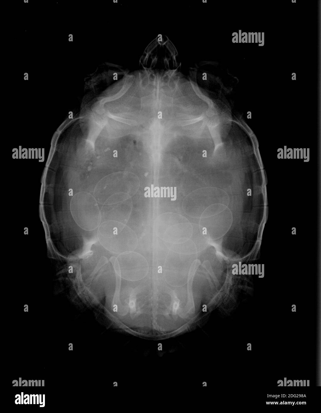 X-ray of a turtle Stock Photo - Alamy