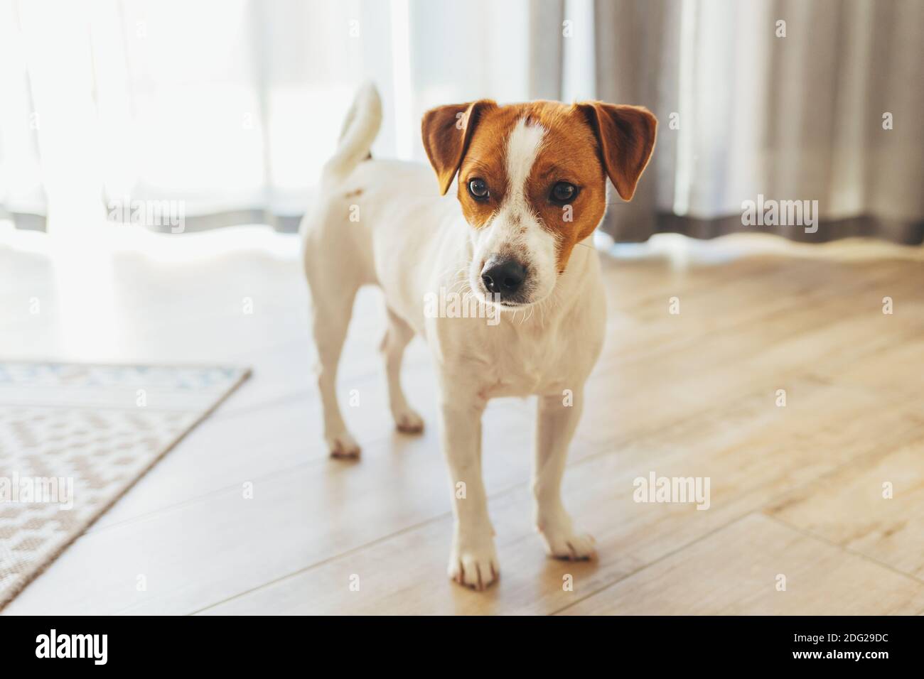 Adorable dog jack russell hi-res stock photography and images - Alamy