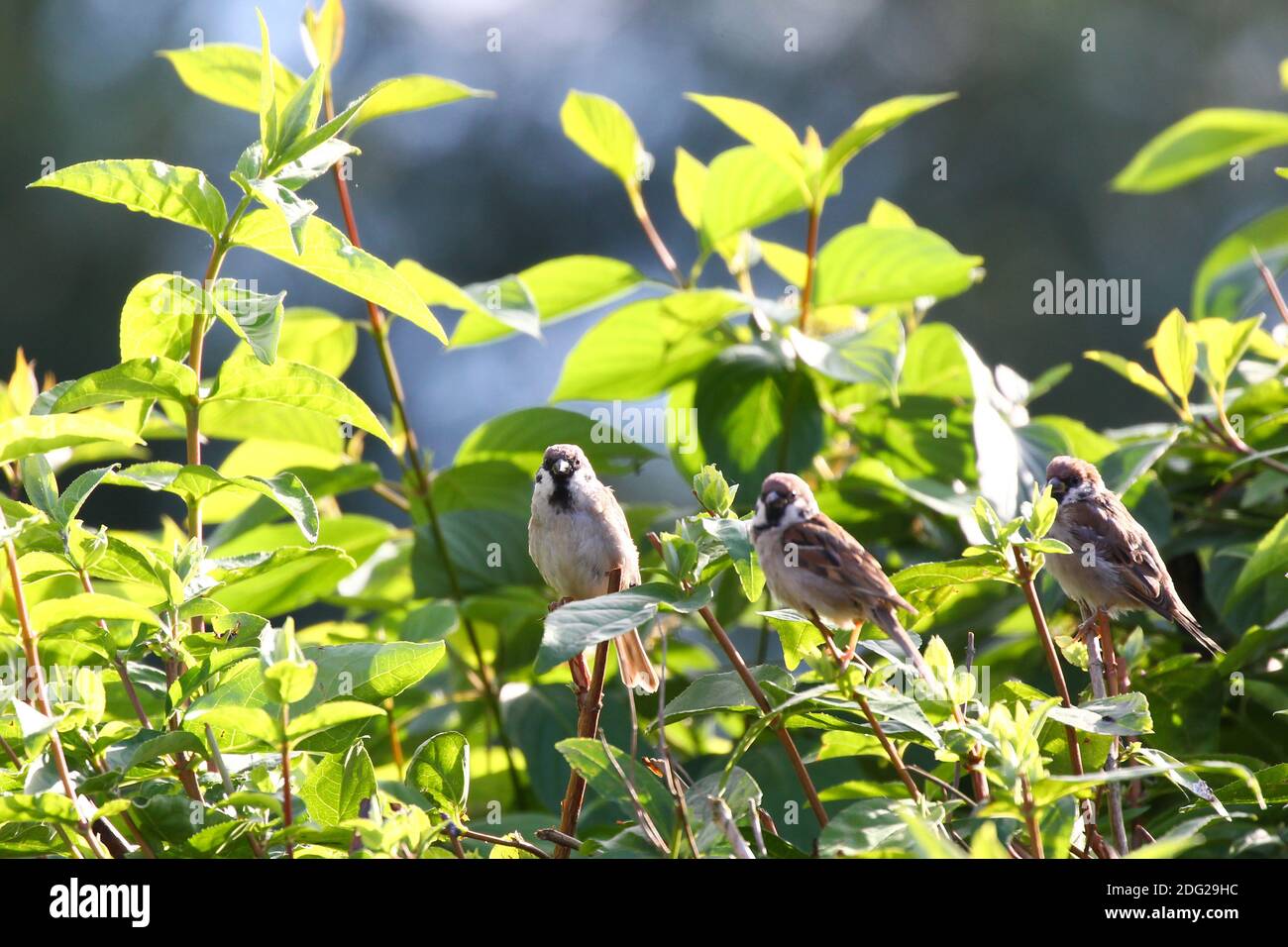 Three Common House Sparrows in Stainton Quarry Nature Reserve in ...