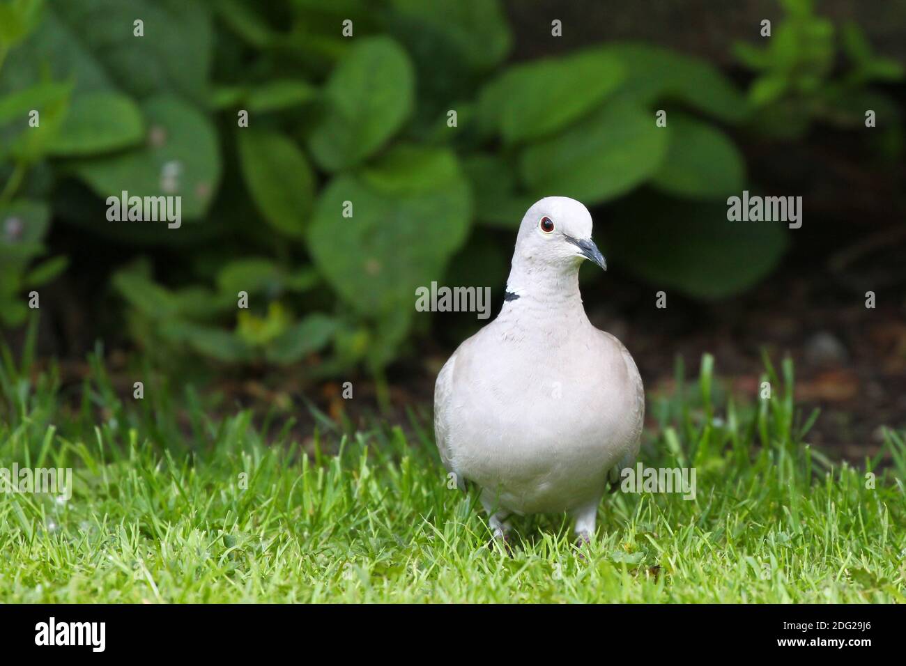 Collared Dove in Stainton Quarry Nature Reserve Middlesbrough Stock ...