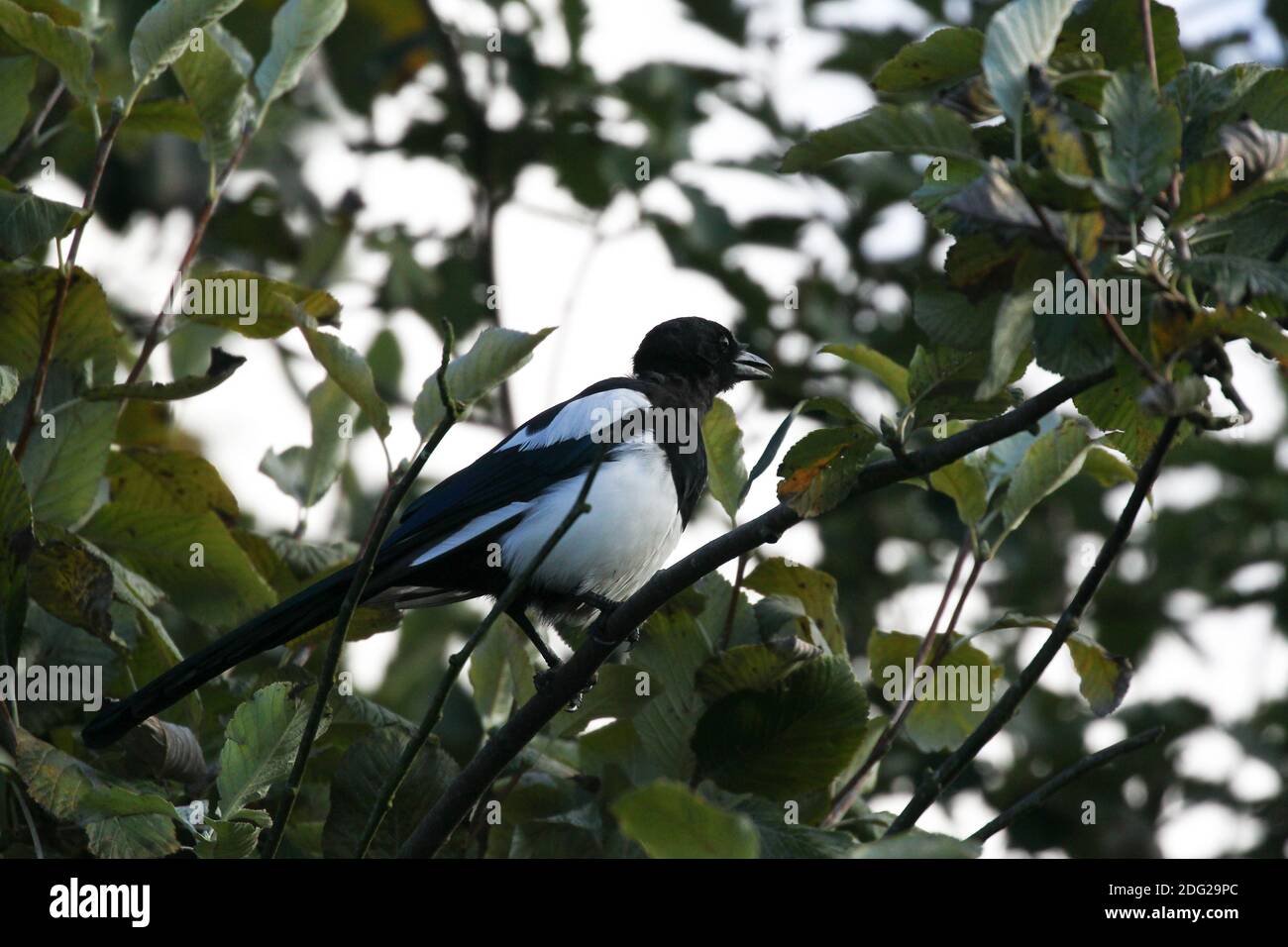 Black and White Eurasian Magpie in a tree at Stainton Quarry Nature ...