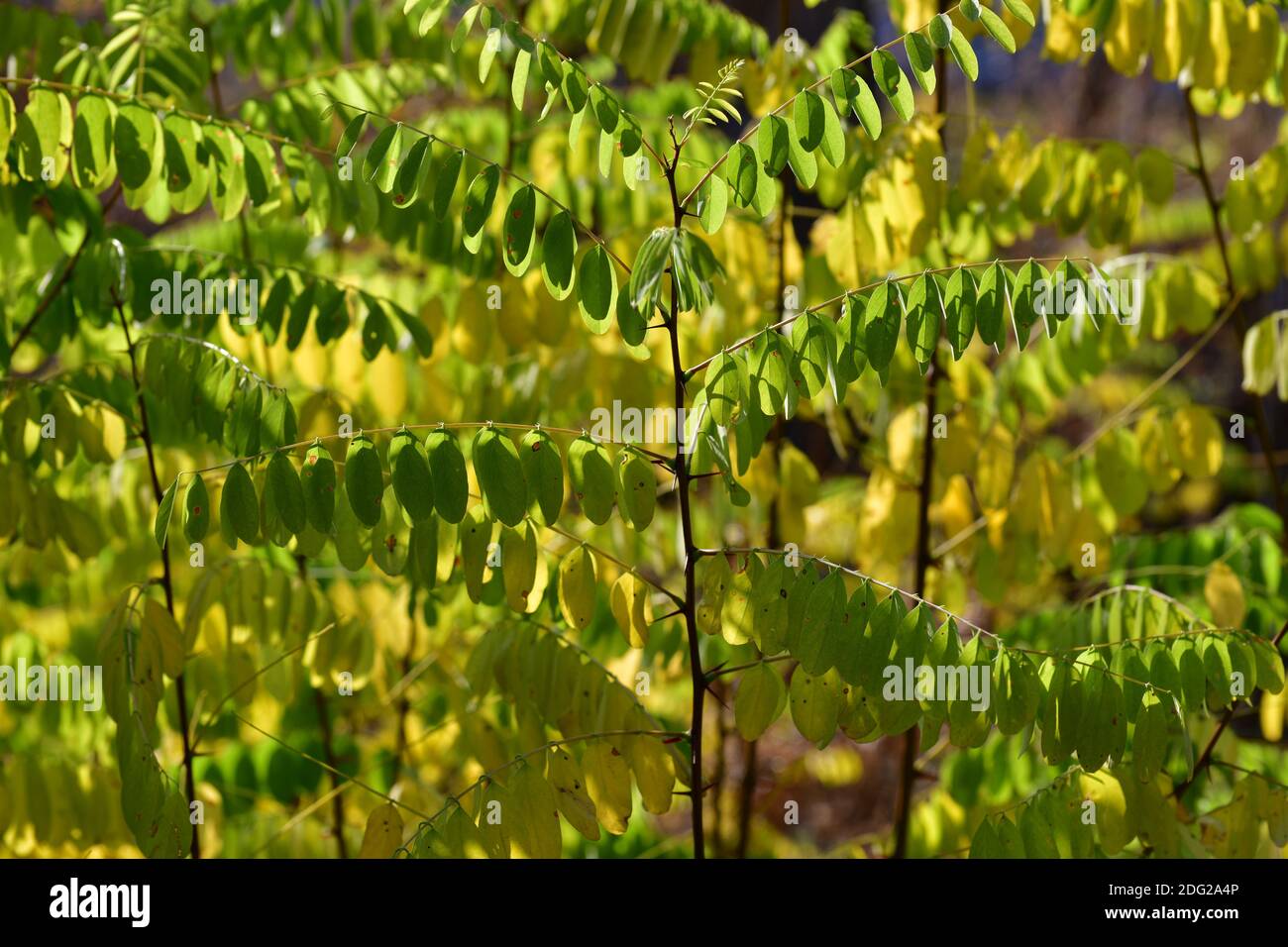 Early autumn Robinia pseudoacacia leaves Stock Photo - Alamy