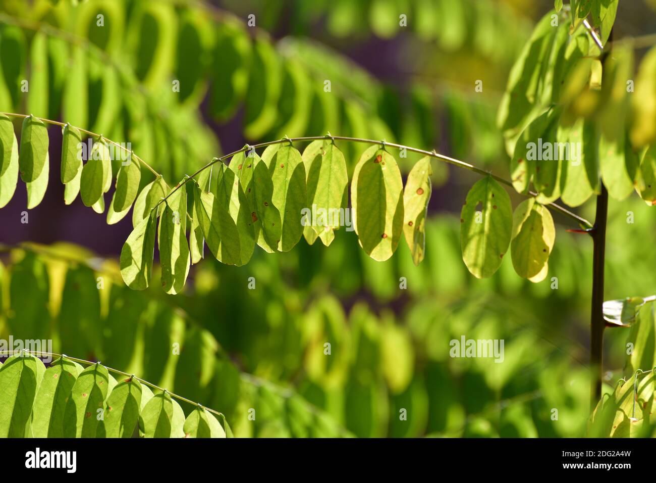 Early autumn Robinia pseudoacacia leaves Stock Photo - Alamy