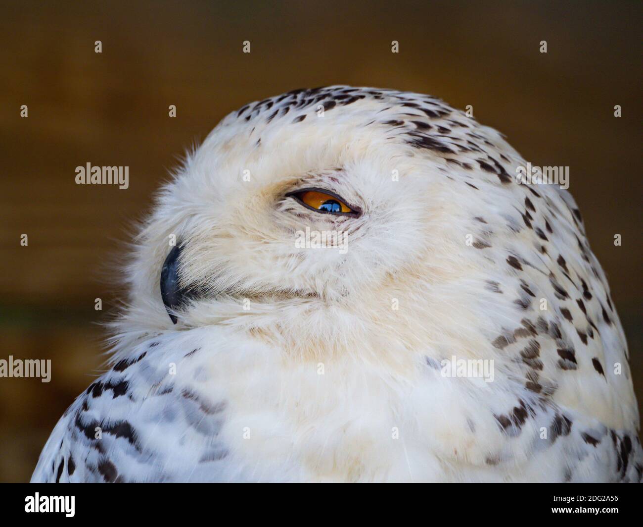 Owl profile side face head hi-res stock photography and images - Alamy