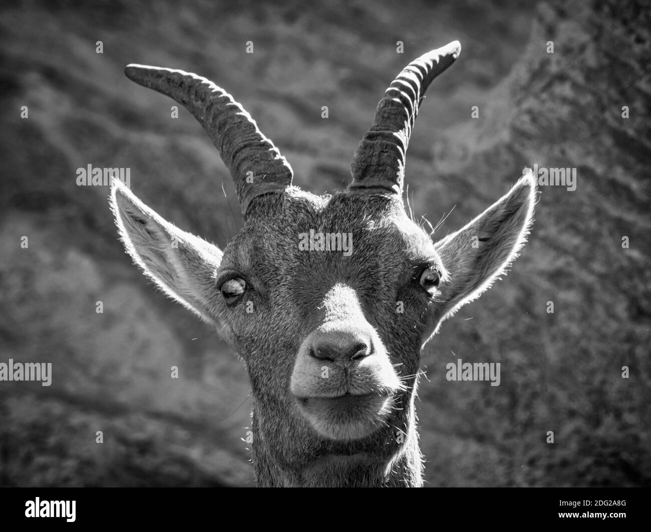 Young ibex ibex Black and White Stock Photos & Images - Alamy