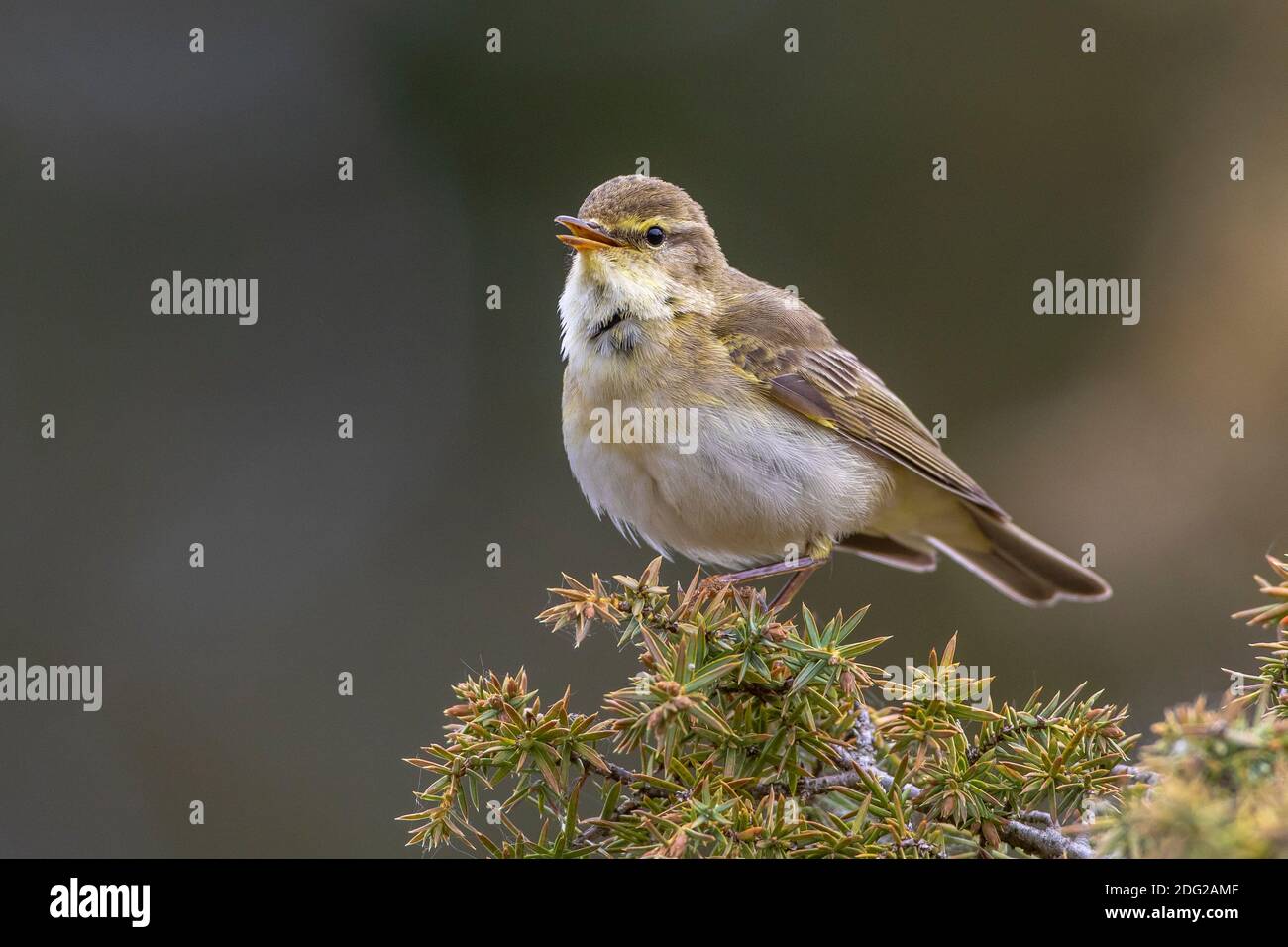 Fitis (Phylloscopus trochilus Stock Photo - Alamy