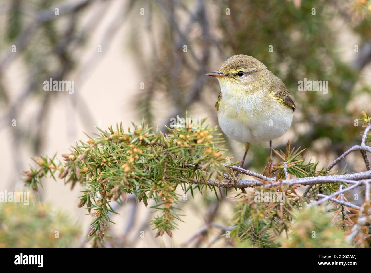 Fitis laubsanger hi-res stock photography and images - Alamy